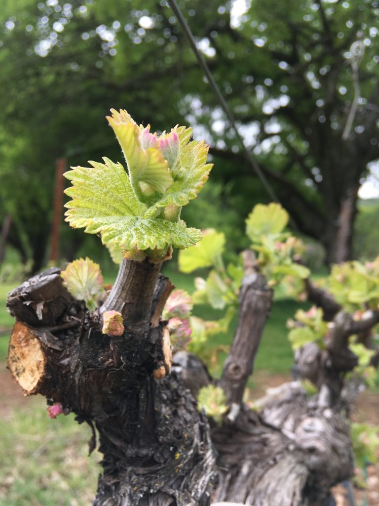 Pruning Grapevines 101 - Six Sigma